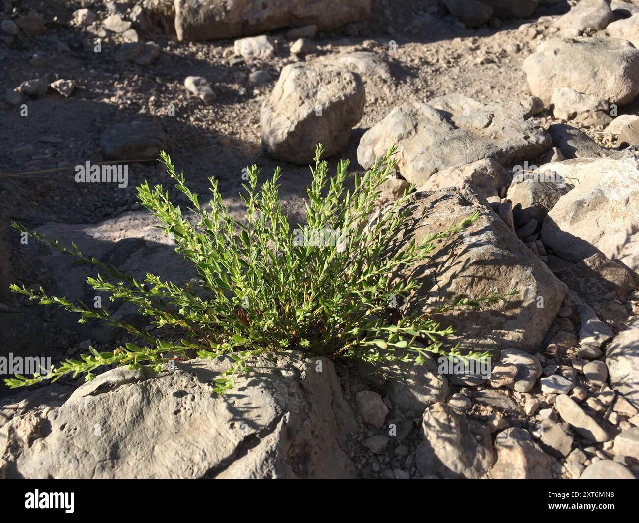 Smartweed Leafflower (Phyllanthus polygonoides) Plantae Stock Photo - Alamy