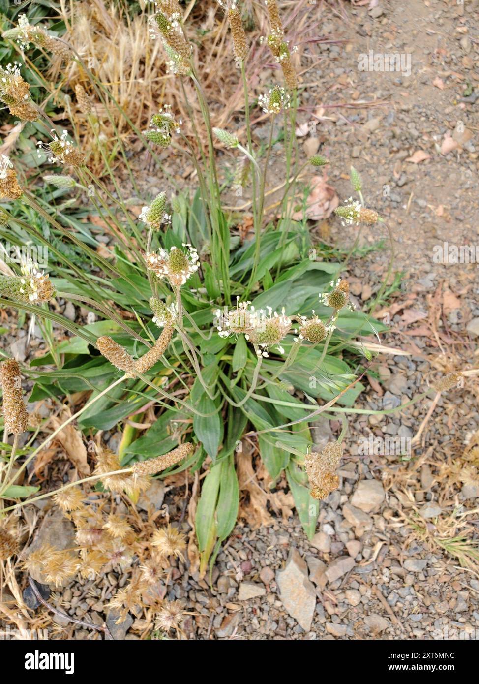ribwort plantain (Plantago lanceolata) Plantae Stock Photo - Alamy