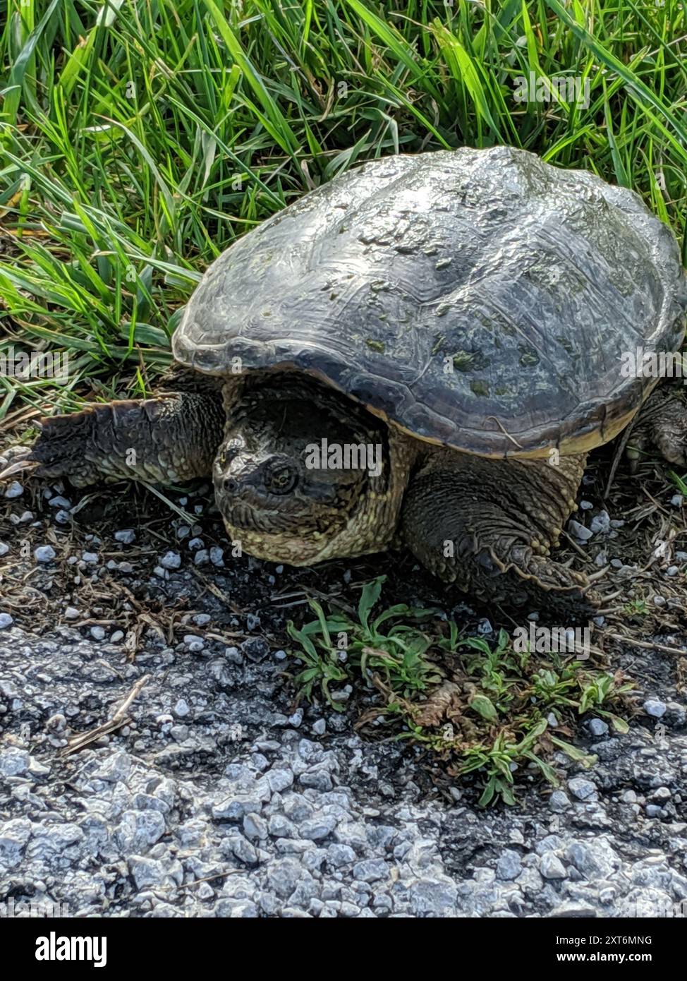 Common Snapping Turtle (Chelydra serpentina) Reptilia Stock Photo - Alamy