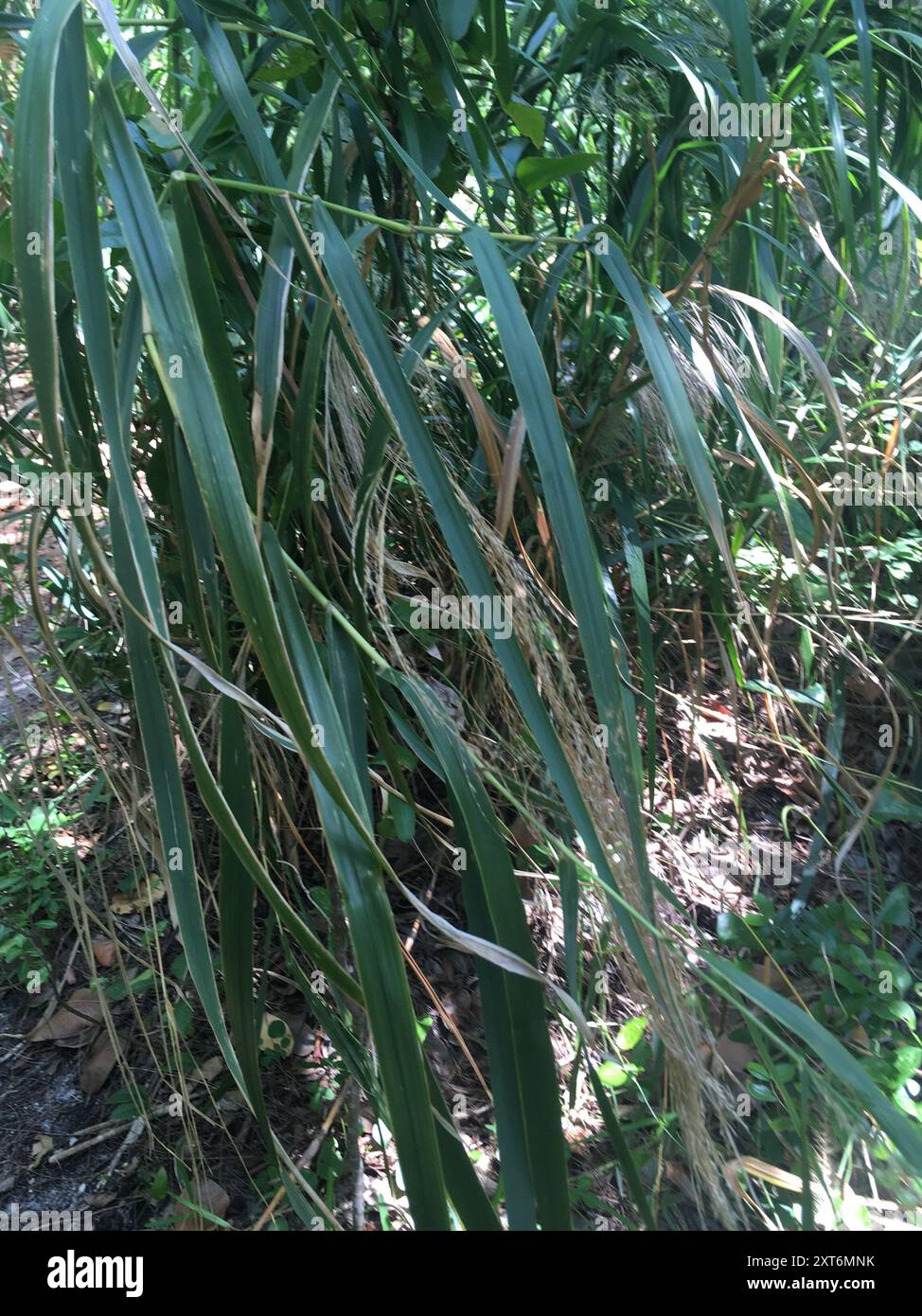 Burma Reed (Neyraudia reynaudiana) Plantae Stock Photo - Alamy