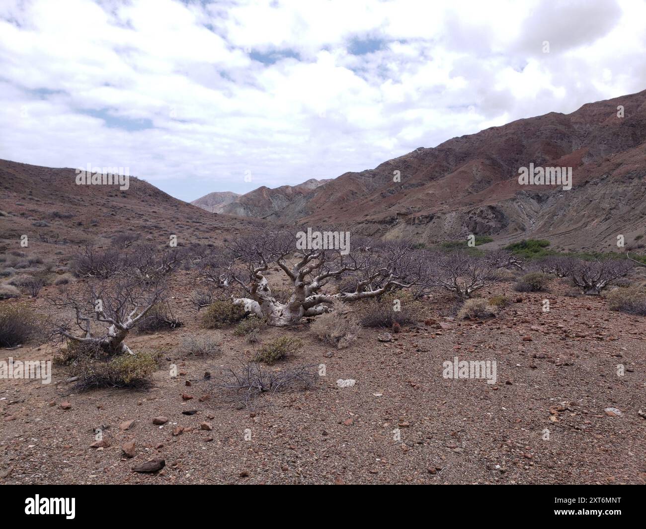 Baja Elephant Tree (Pachycormus discolor) Plantae Stock Photo - Alamy