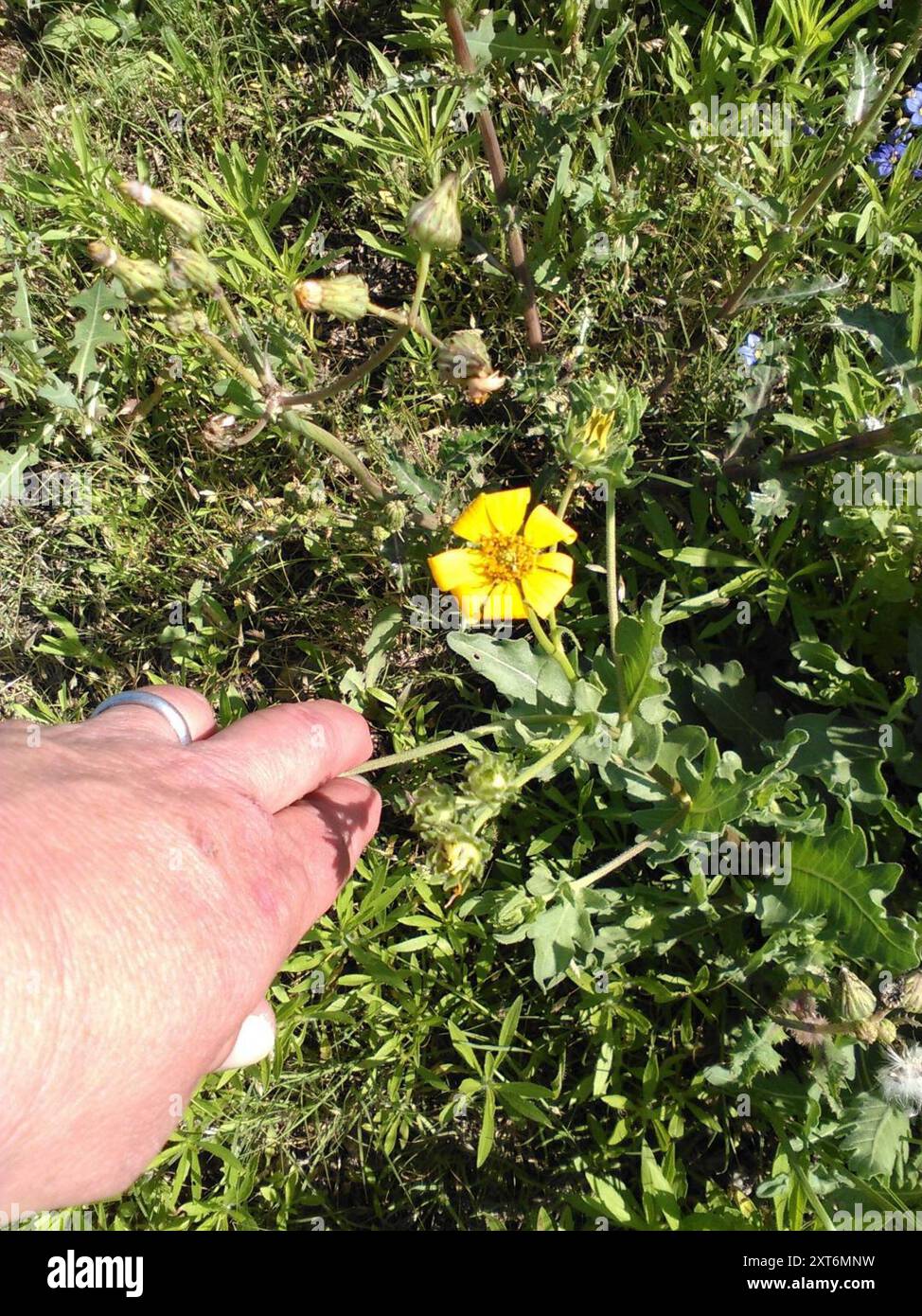 Engelmann daisy (Engelmannia peristenia) Plantae Stock Photo - Alamy