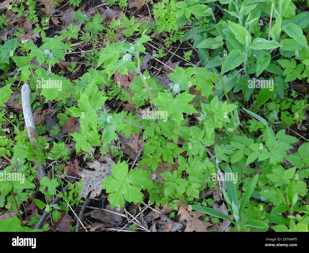 great waterleaf (Hydrophyllum appendiculatum) Plantae Stock Photo - Alamy