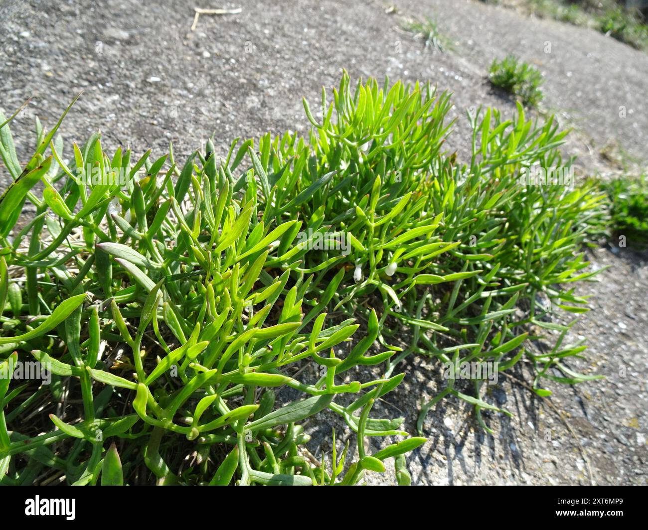 rock samphire (Crithmum maritimum) Plantae Stock Photo - Alamy