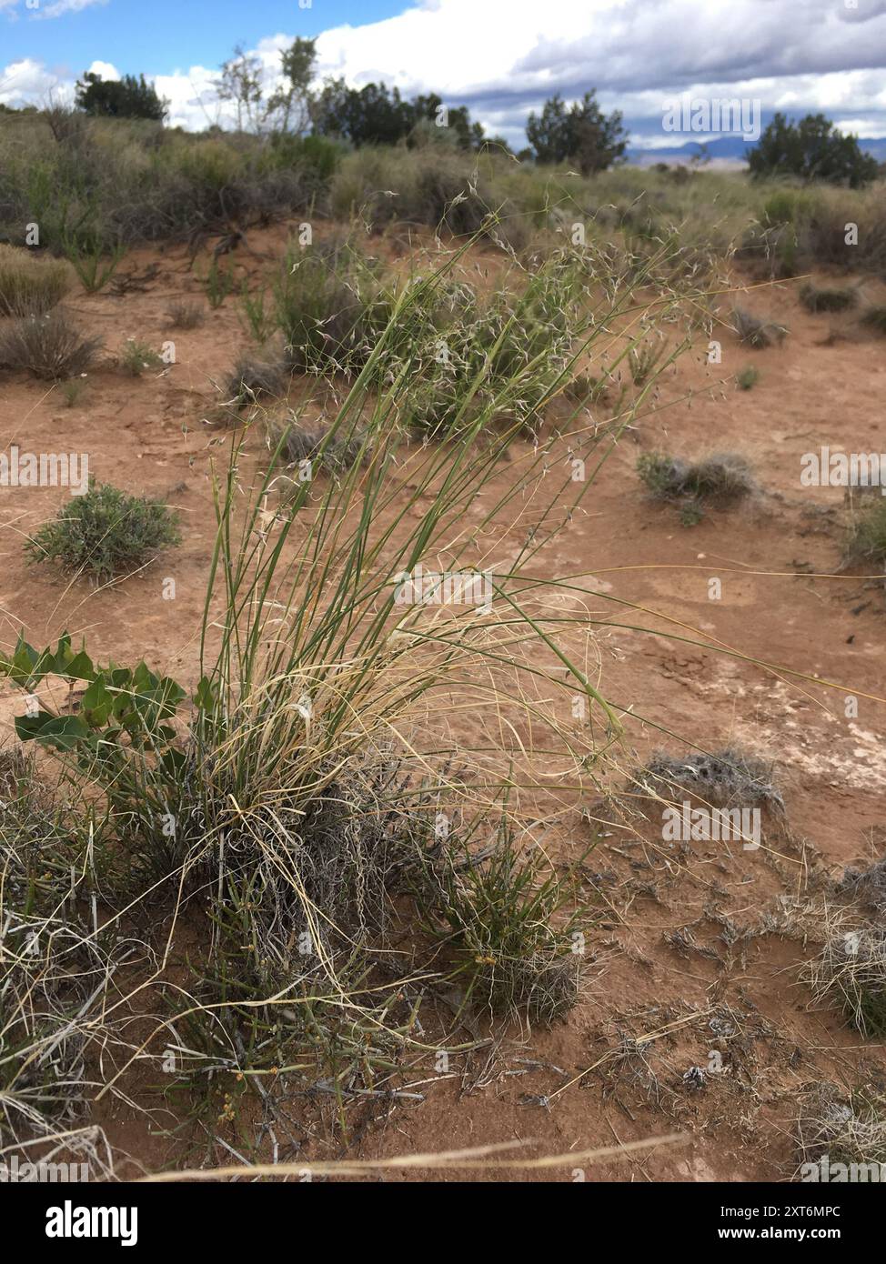 Sand Ricegrass (Eriocoma hymenoides) Plantae Stock Photo - Alamy