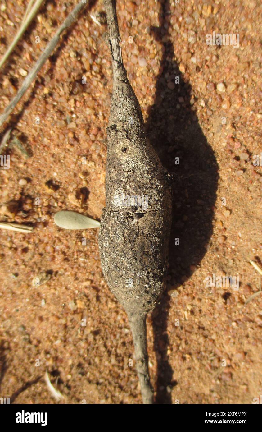 Stink Shepherdstree (Boscia foetida) Plantae Stock Photo - Alamy