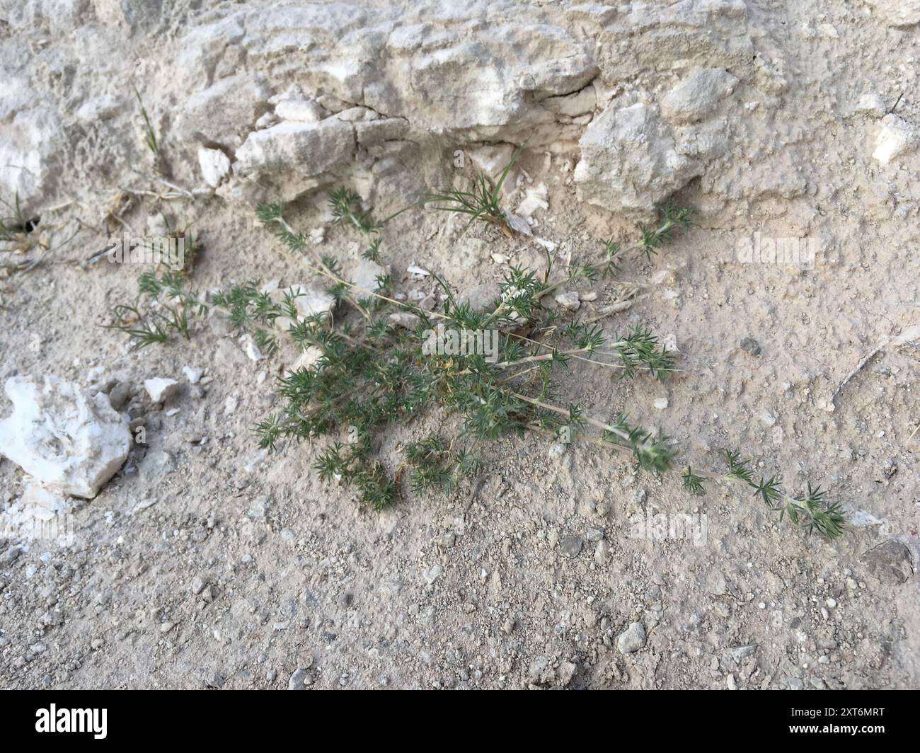 Spiny Milkvetch (Astragalus kentrophyta) Plantae Stock Photo - Alamy