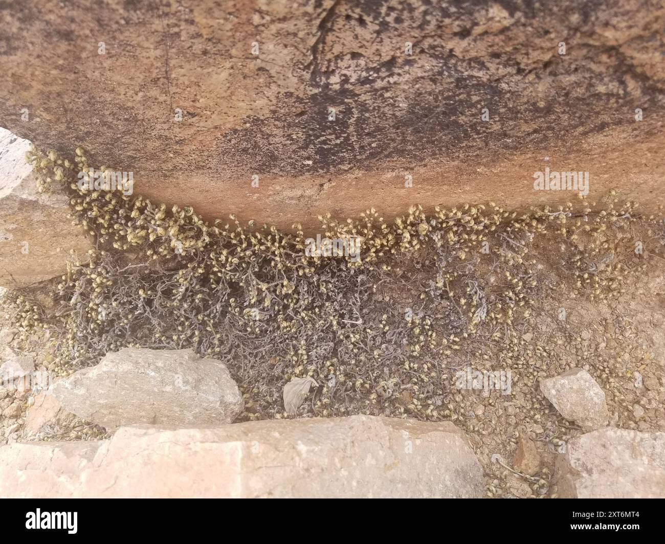 spikemosses (Selaginella) Plantae Stock Photo - Alamy