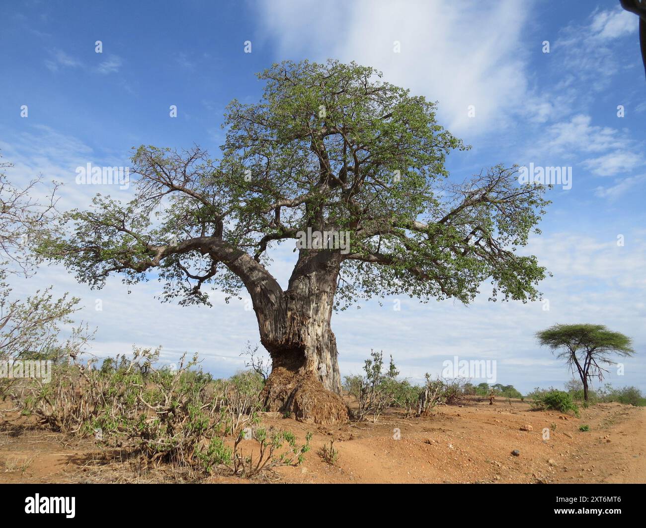 African baobab (Adansonia digitata) Plantae Stock Photo - Alamy