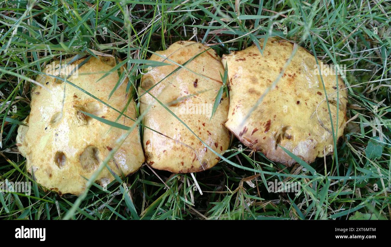 Chicken Fat Mushroom (Suillus americanus) Fungi Stock Photo - Alamy