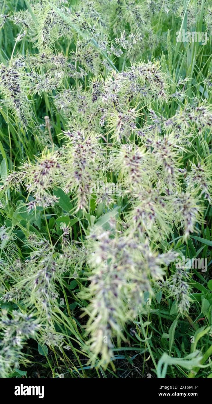 Bulbous Bluegrass (Poa bulbosa) Plantae Stock Photo - Alamy