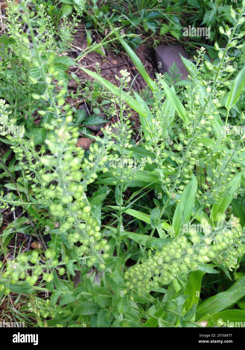 field peppergrass (Lepidium campestre) Plantae Stock Photo - Alamy