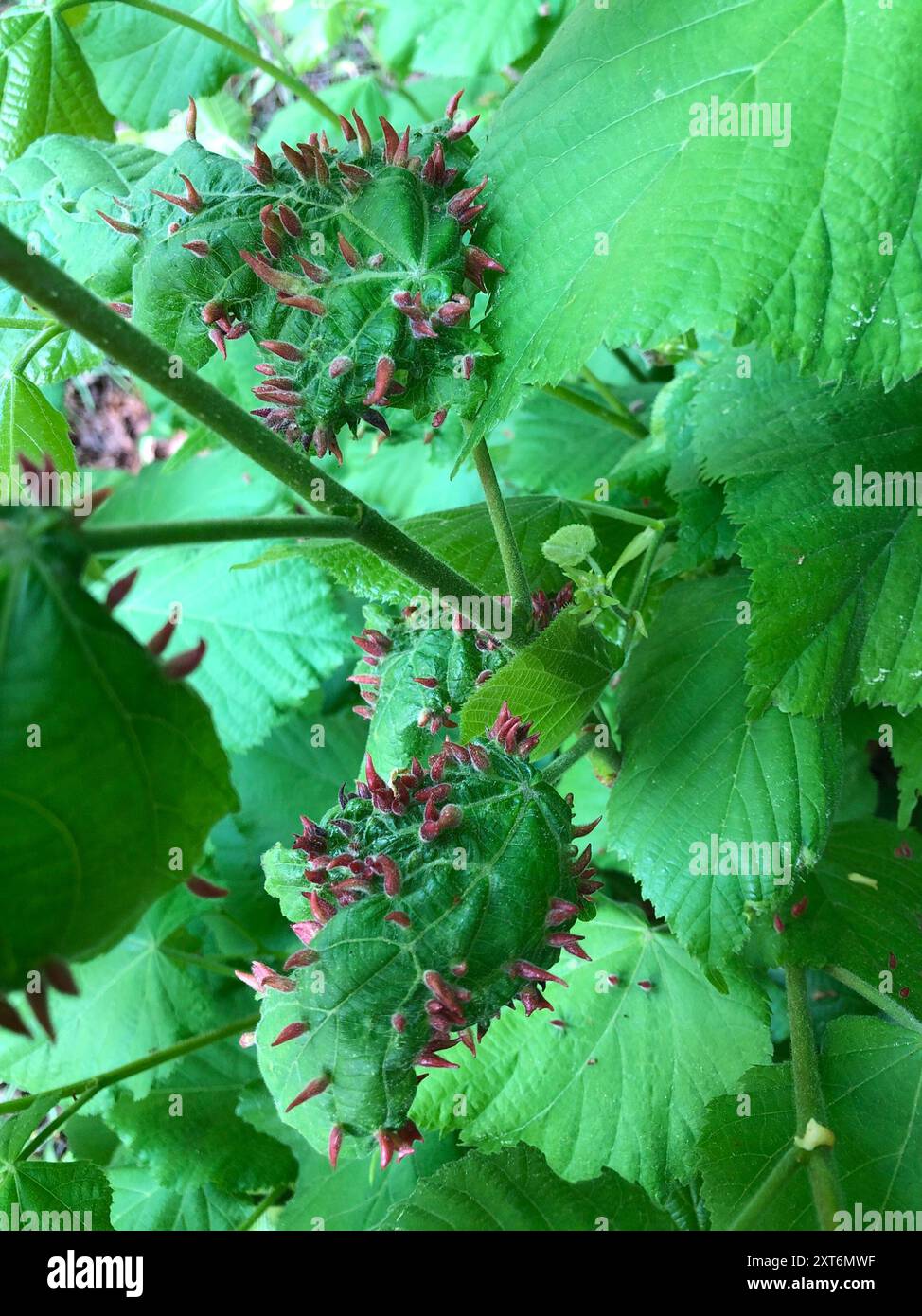 Red nail gall mite hi-res stock photography and images - Alamy