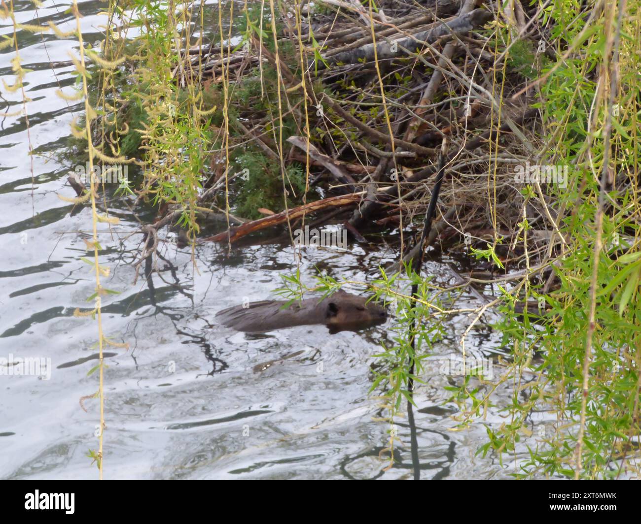 American Beaver (Castor canadensis) Mammalia Stock Photo - Alamy