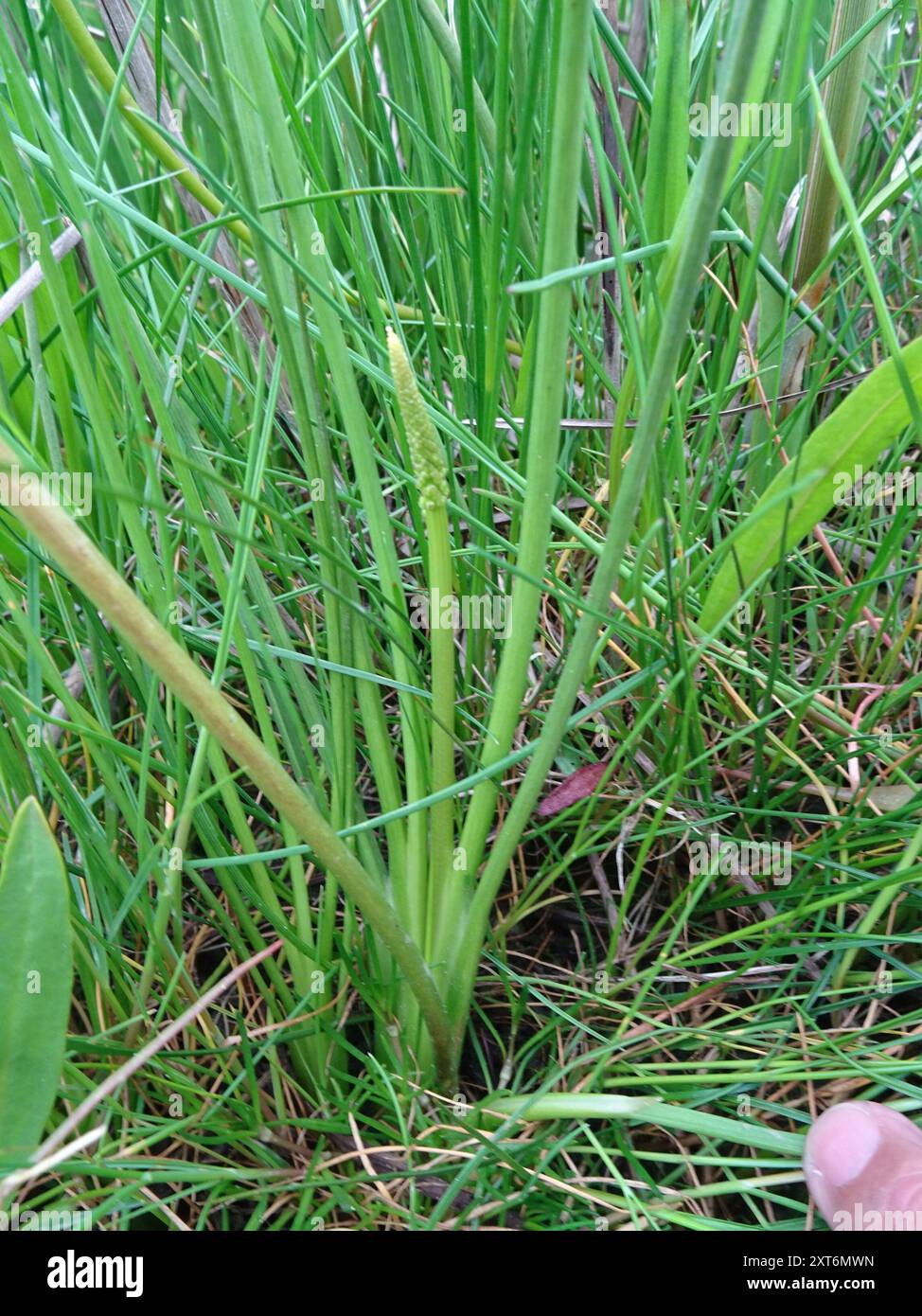 common arrowgrass (Triglochin maritima) Plantae Stock Photo - Alamy
