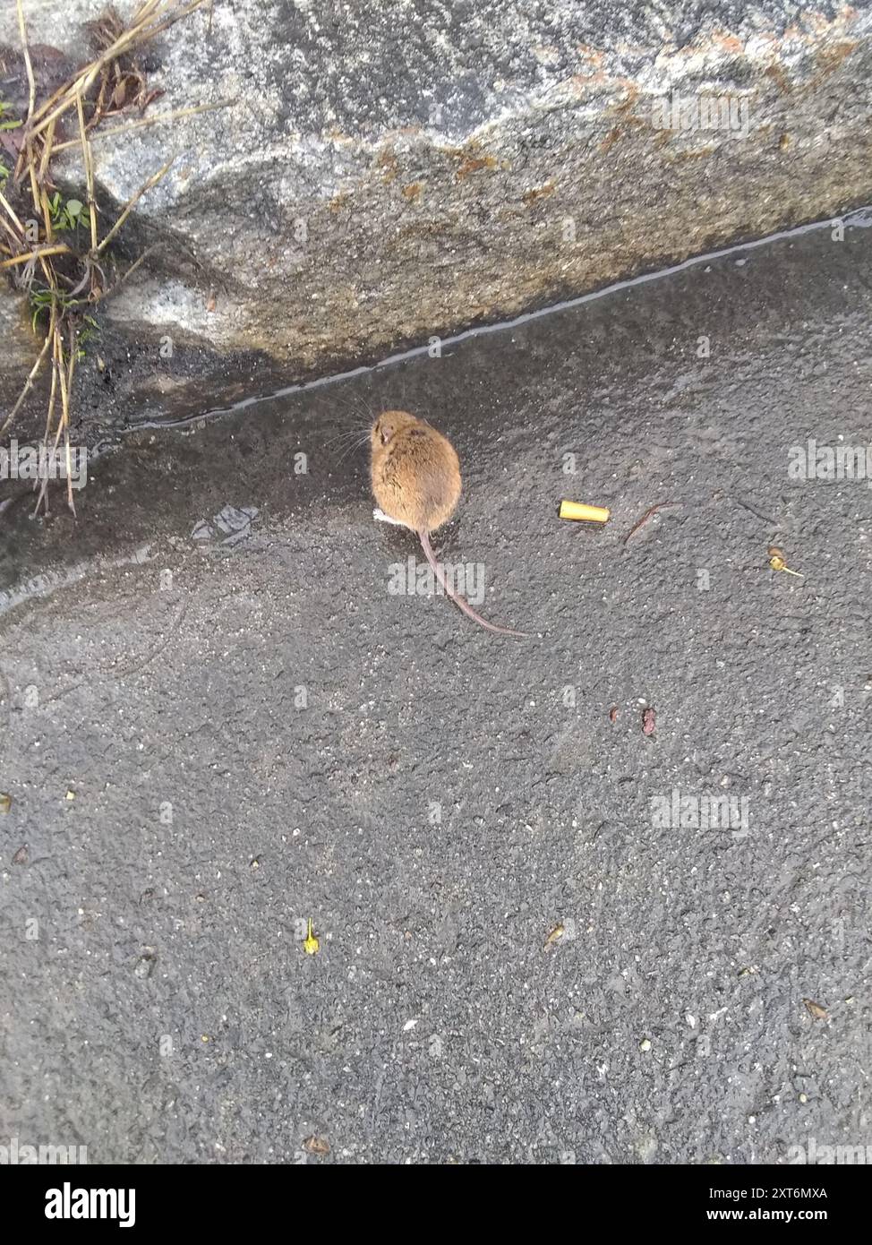 White-footed Mouse (Peromyscus leucopus) Mammalia Stock Photo - Alamy