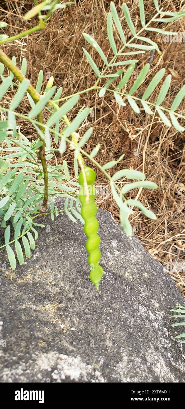 mesquites (Neltuma) Plantae Stock Photo - Alamy