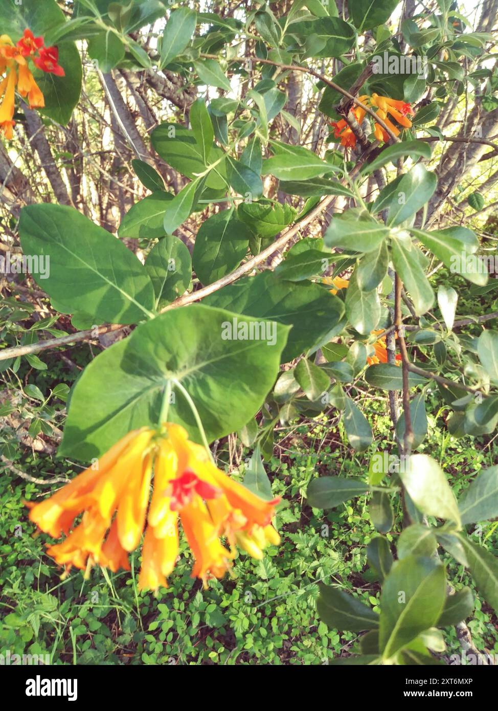 orange honeysuckle (Lonicera ciliosa) Plantae Stock Photo - Alamy