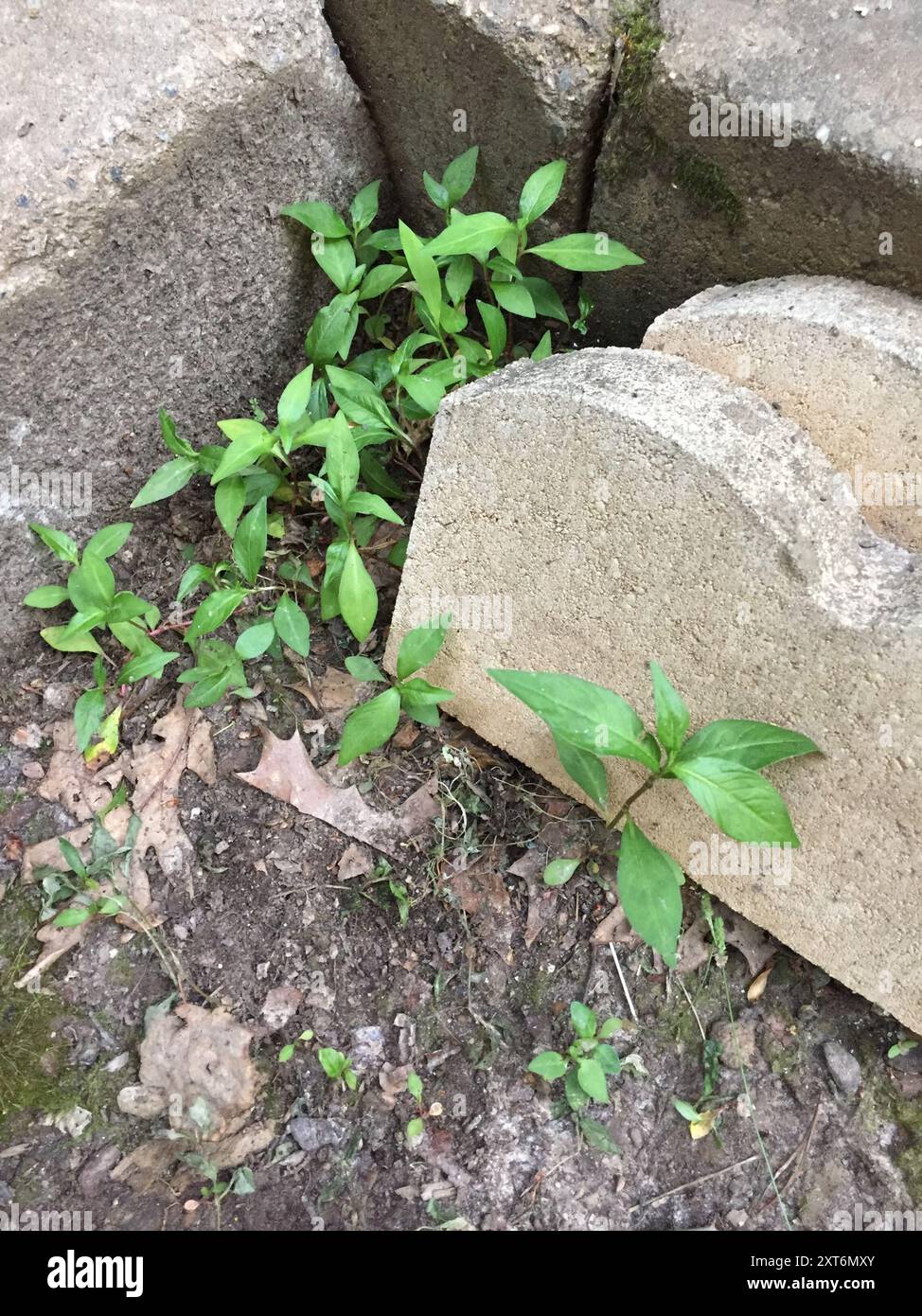 low smartweed (Persicaria longiseta) Plantae Stock Photo - Alamy