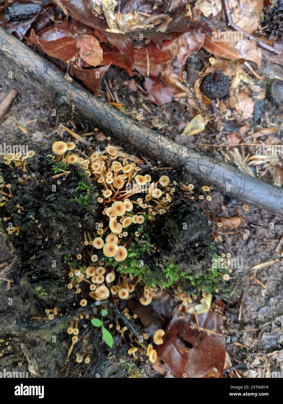 Pinewood Gingertail (Xeromphalina campanella) Fungi Stock Photo - Alamy