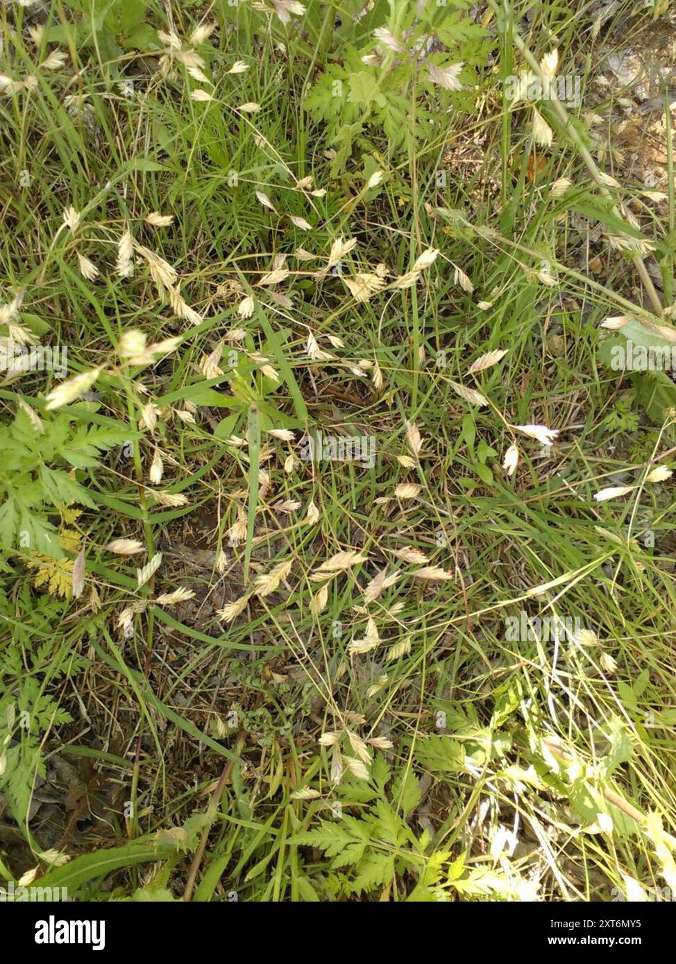 buffalograss (Bouteloua dactyloides) Plantae Stock Photo - Alamy