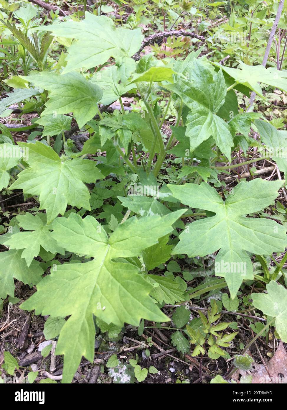 great waterleaf (Hydrophyllum appendiculatum) Plantae Stock Photo - Alamy
