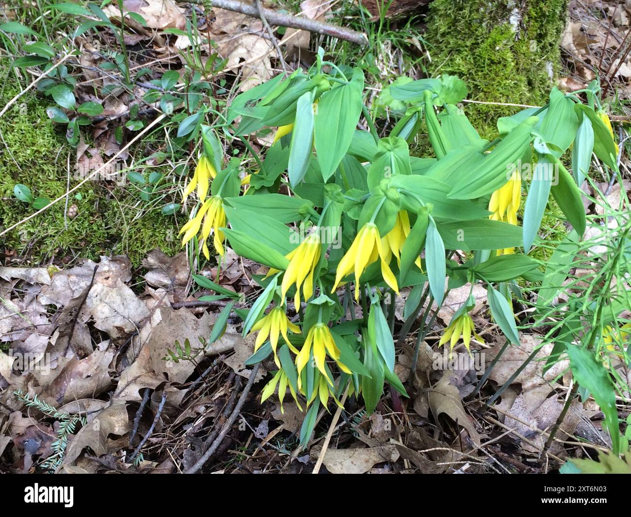 largeflower bellwort (Uvularia grandiflora) Plantae Stock Photo - Alamy