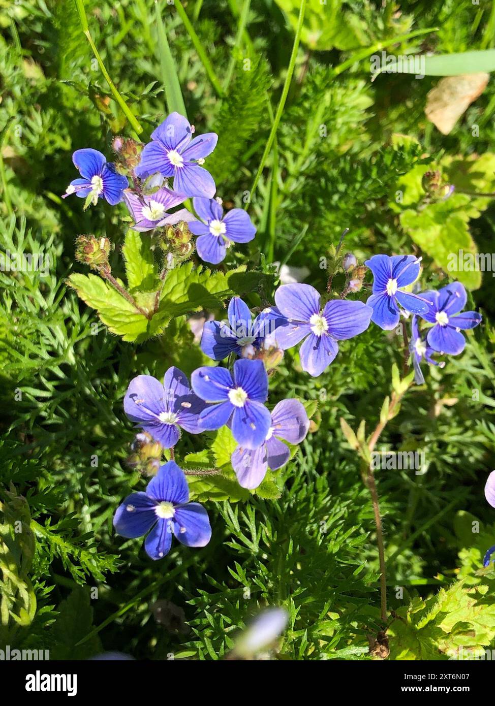 Germander Speedwell (Veronica chamaedrys) Plantae Stock Photo - Alamy
