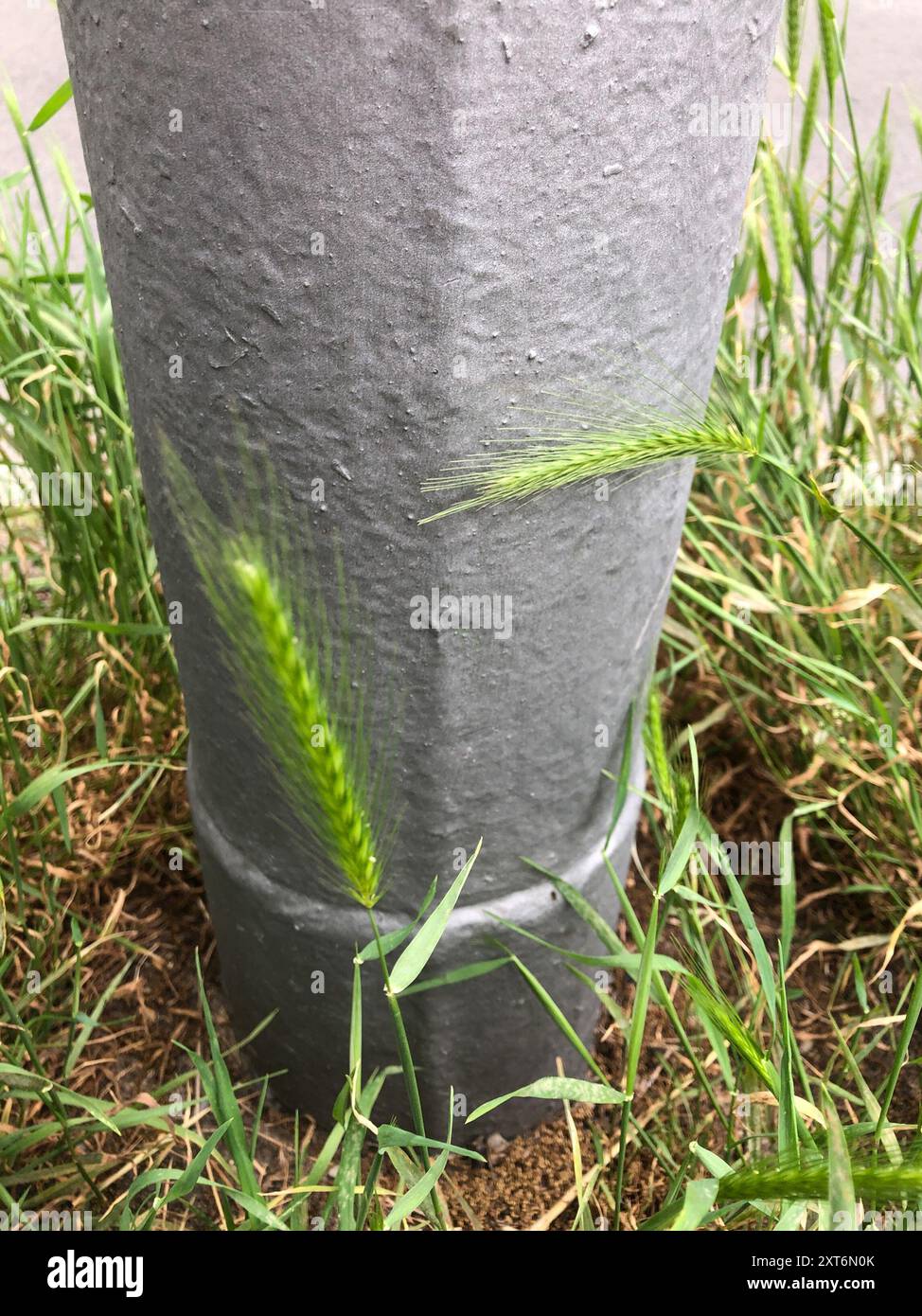 wall barley (Hordeum murinum) Plantae Stock Photo - Alamy