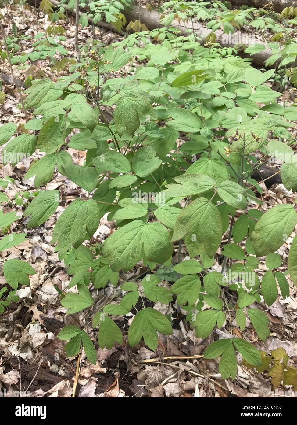 blue cohosh (Caulophyllum thalictroides) Plantae Stock Photo - Alamy