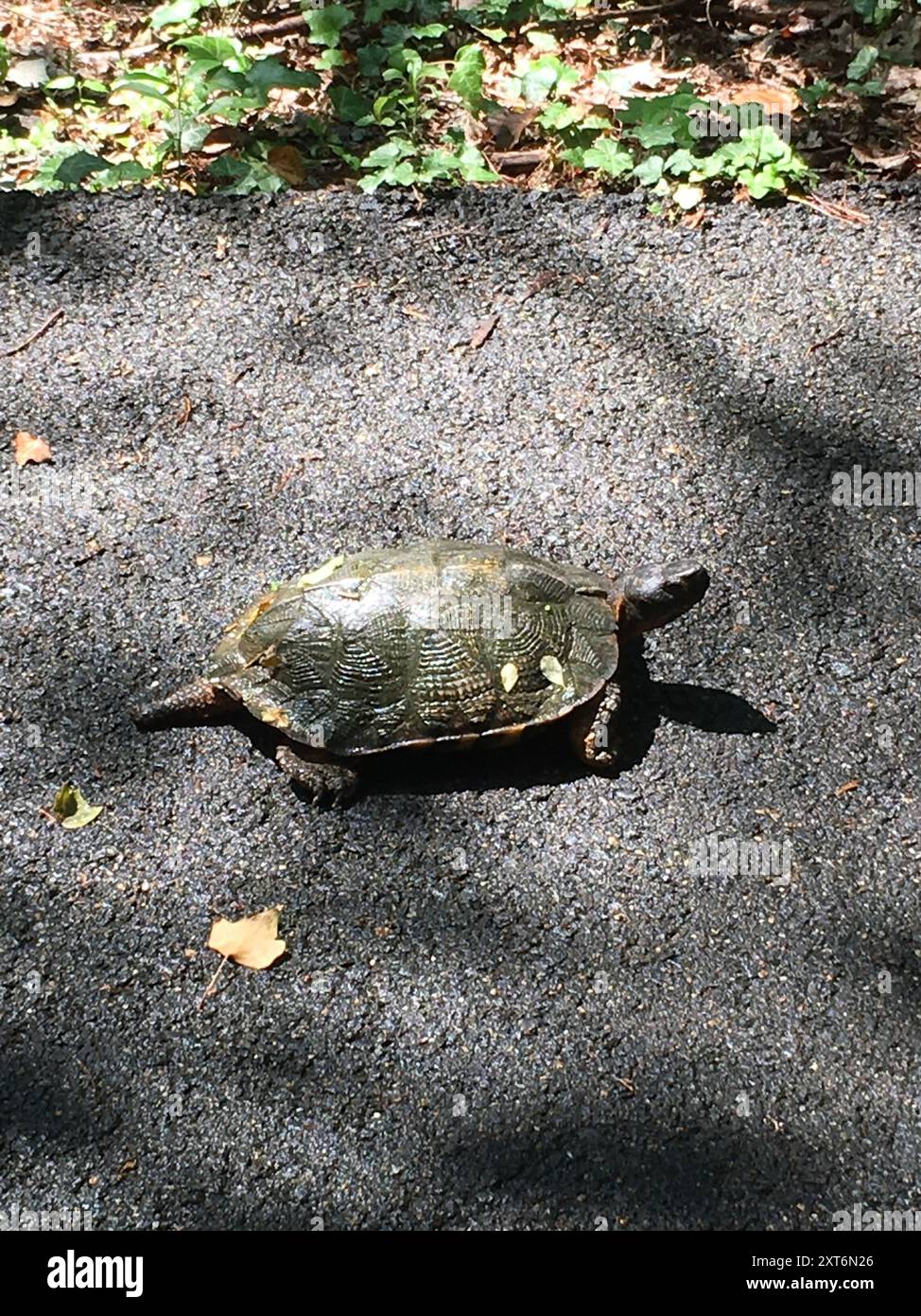 Wood Turtle (Glyptemys insculpta) Reptilia Stock Photo - Alamy