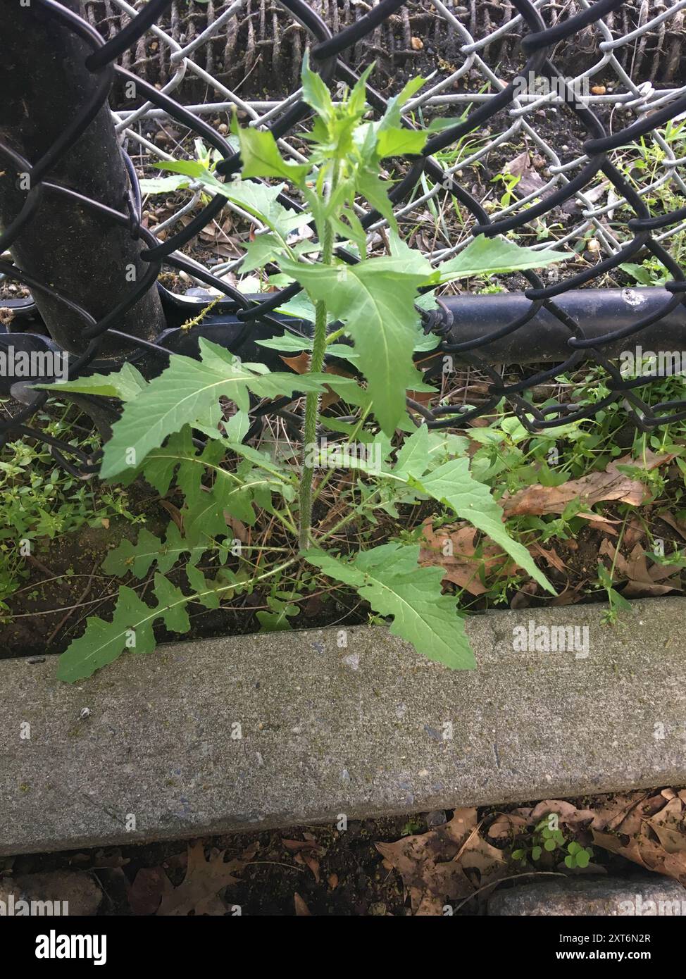 False London-rocket (Sisymbrium loeselii) Plantae Stock Photo - Alamy