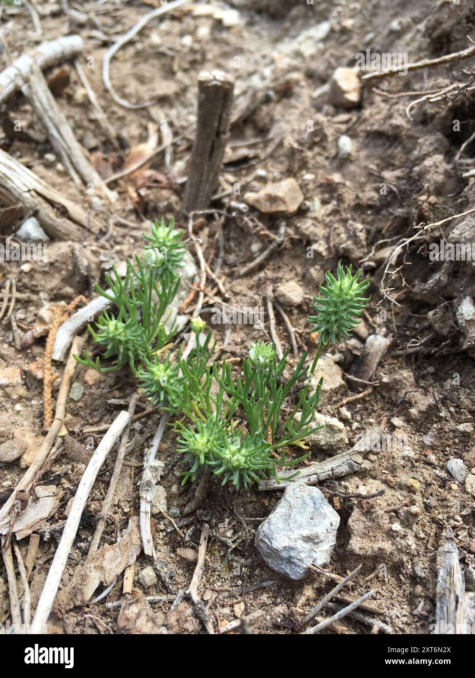 Ceratocephala testiculata hi-res stock photography and images - Alamy