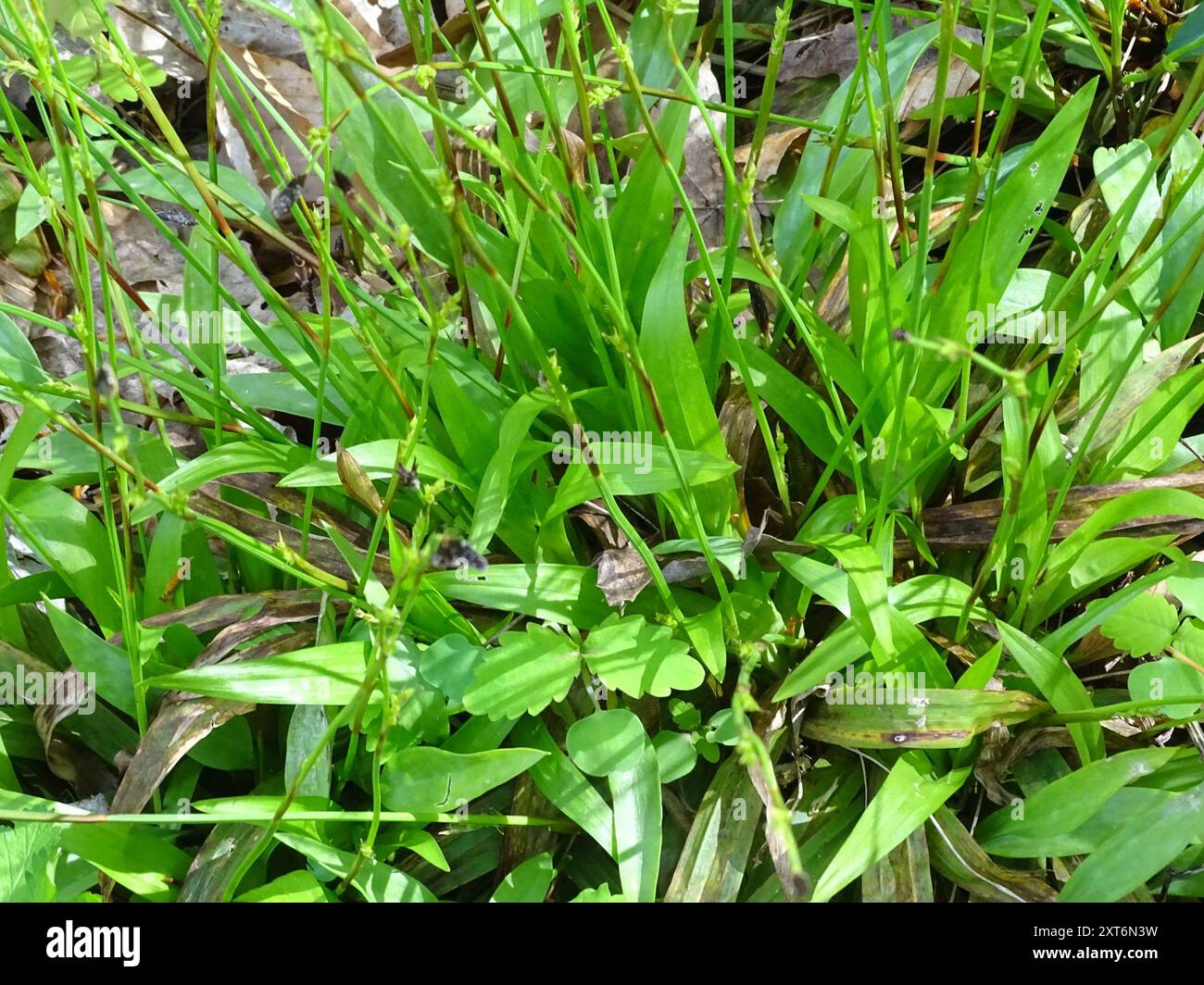 plantainleaf sedge (Carex plantaginea) Plantae Stock Photo - Alamy