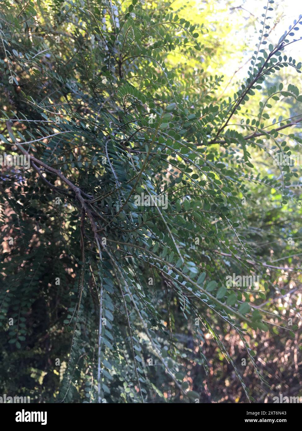 Small-leaved kowhai (Sophora microphylla) Plantae Stock Photo - Alamy