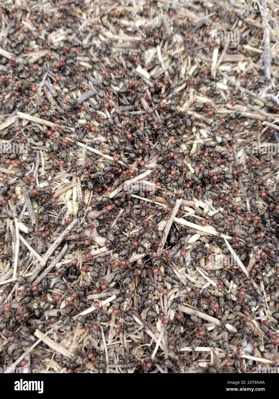 Western Thatching Ant (Formica obscuripes) Insecta Stock Photo - Alamy