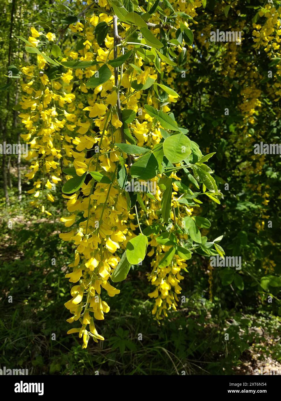 Common Laburnum (Laburnum anagyroides) Plantae Stock Photo - Alamy