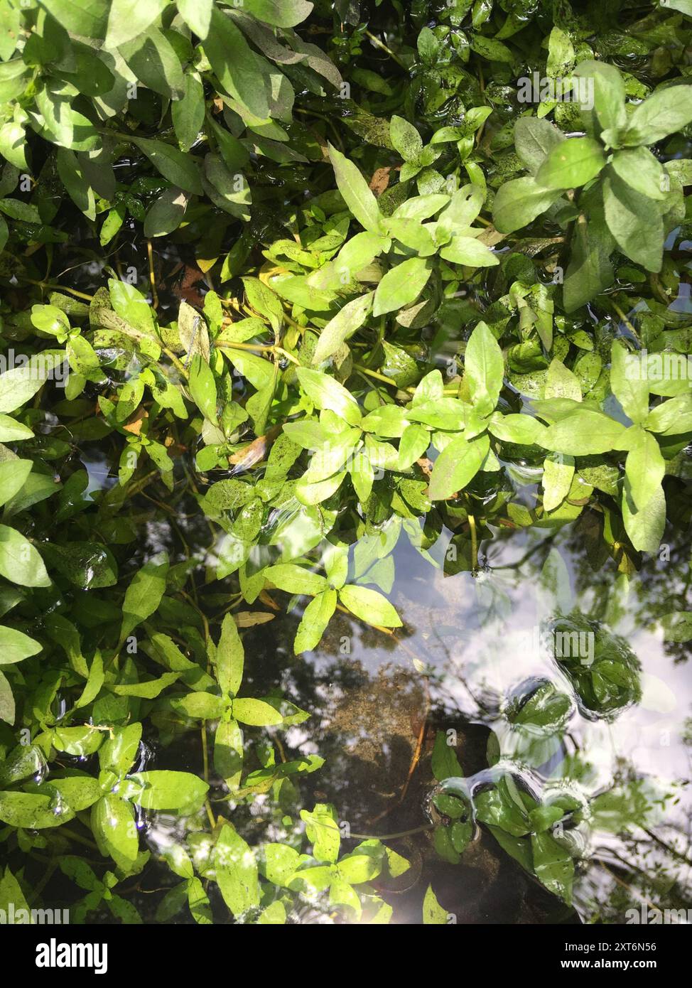 Indian Swampweed (Hygrophila polysperma) Plantae Stock Photo - Alamy