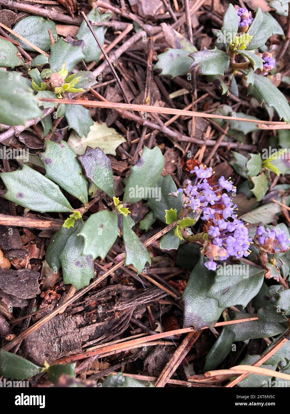 Mahala mat (Ceanothus prostratus) Plantae Stock Photo - Alamy