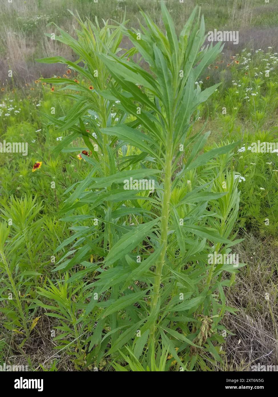 horseweed (Erigeron canadensis) Plantae Stock Photo - Alamy