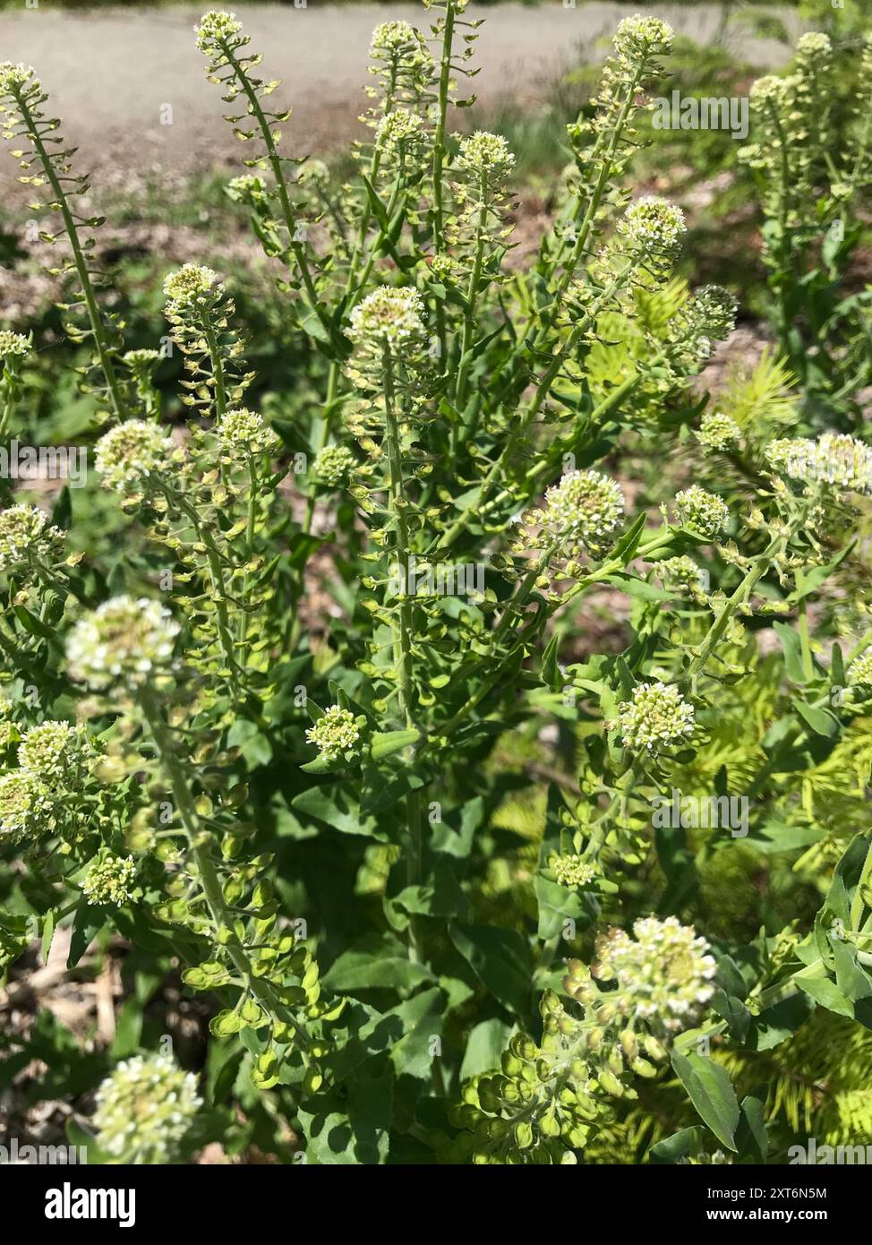 field peppergrass (Lepidium campestre) Plantae Stock Photo - Alamy