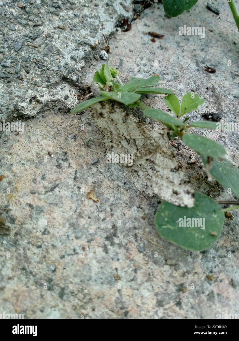 Ascotis hi-res stock photography and images - Alamy