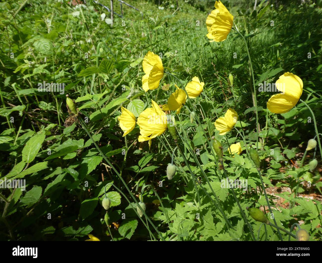 Welsh Poppy (Papaver cambricum) Plantae Stock Photo - Alamy