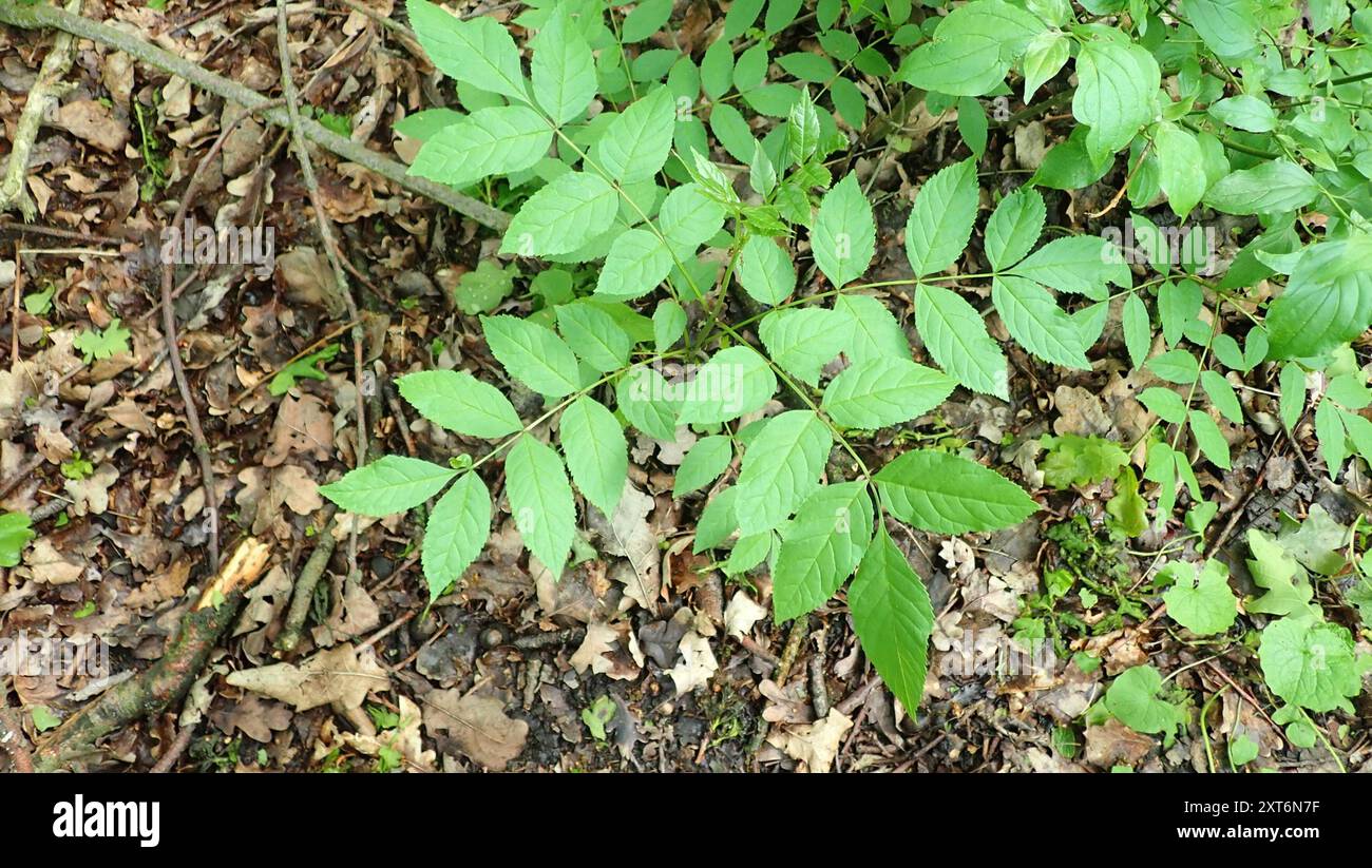 European ash (Fraxinus excelsior) Plantae Stock Photo - Alamy