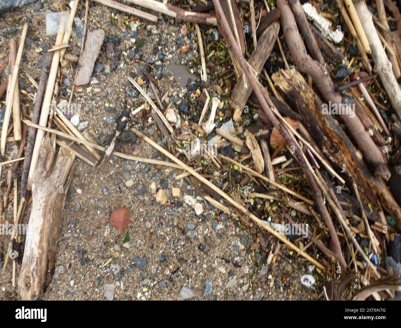 Atlantic Ribbed Mussel (Geukensia demissa) Mollusca Stock Photo - Alamy
