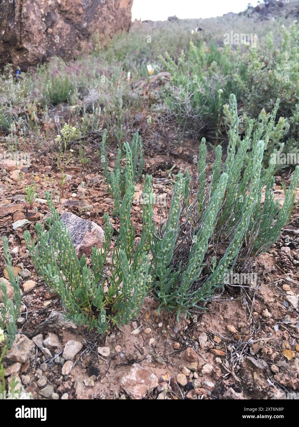 Green molly (Neokochia americana) Plantae Stock Photo - Alamy