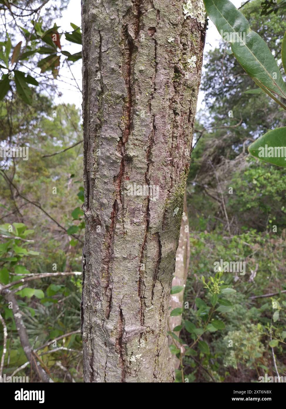 Loblolly bay (Gordonia lasianthus) Plantae Stock Photo - Alamy