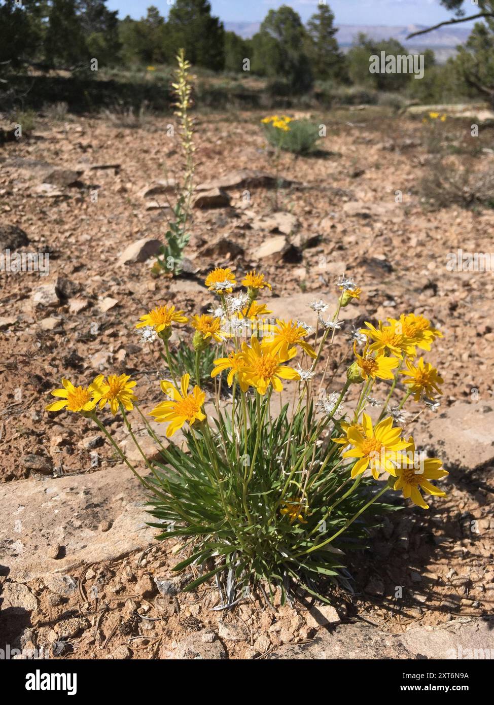 Skyline Goldenweed (Stenotus armerioides armerioides) Plantae Stock ...