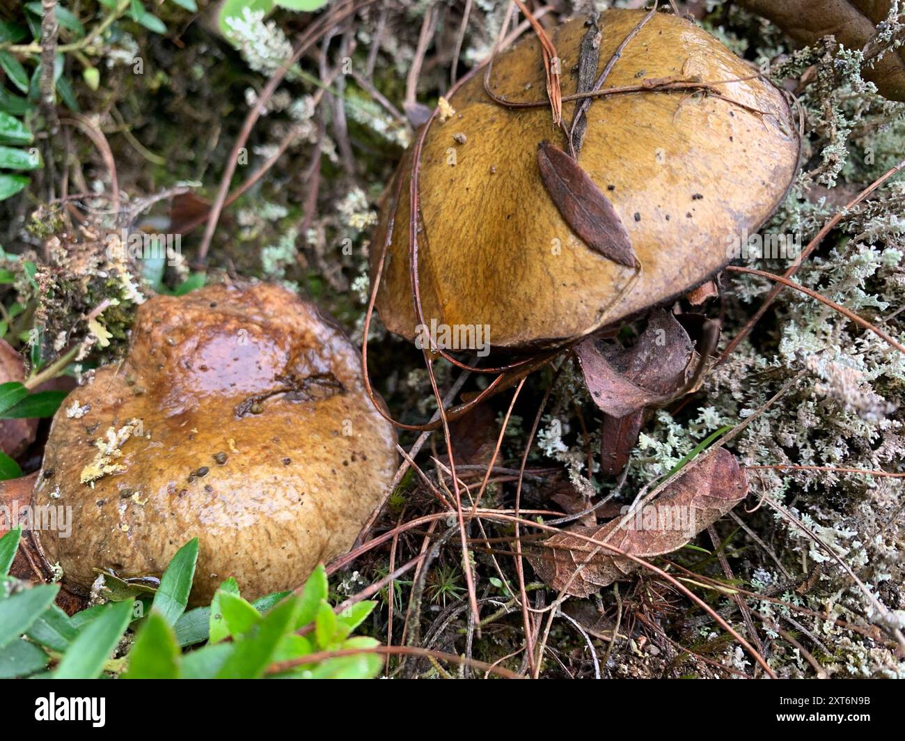 boletes and allies (Boletales) Fungi Stock Photo - Alamy