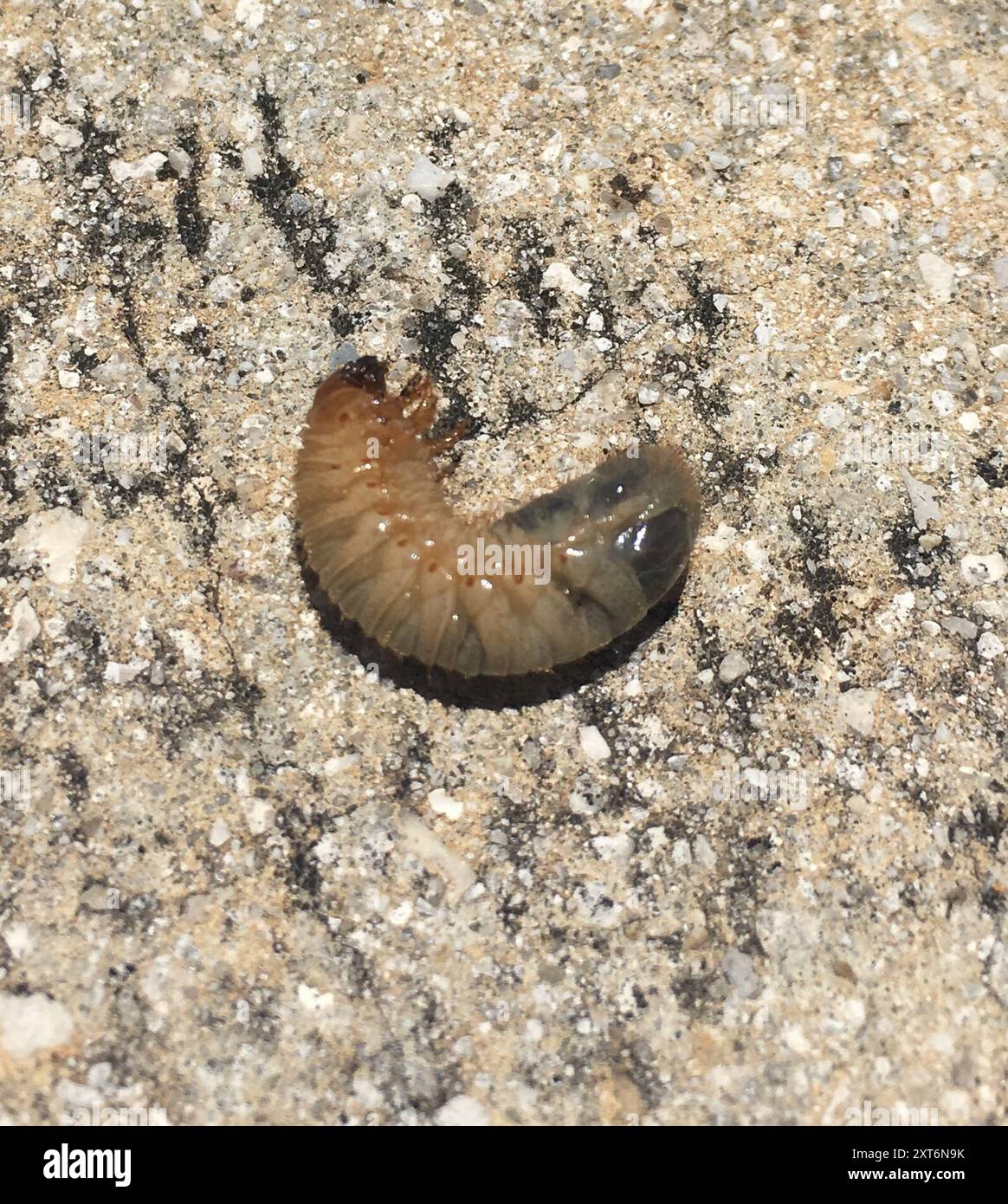 Scarabaeiform Beetles (Scarabaeiformia) Insecta Stock Photo - Alamy